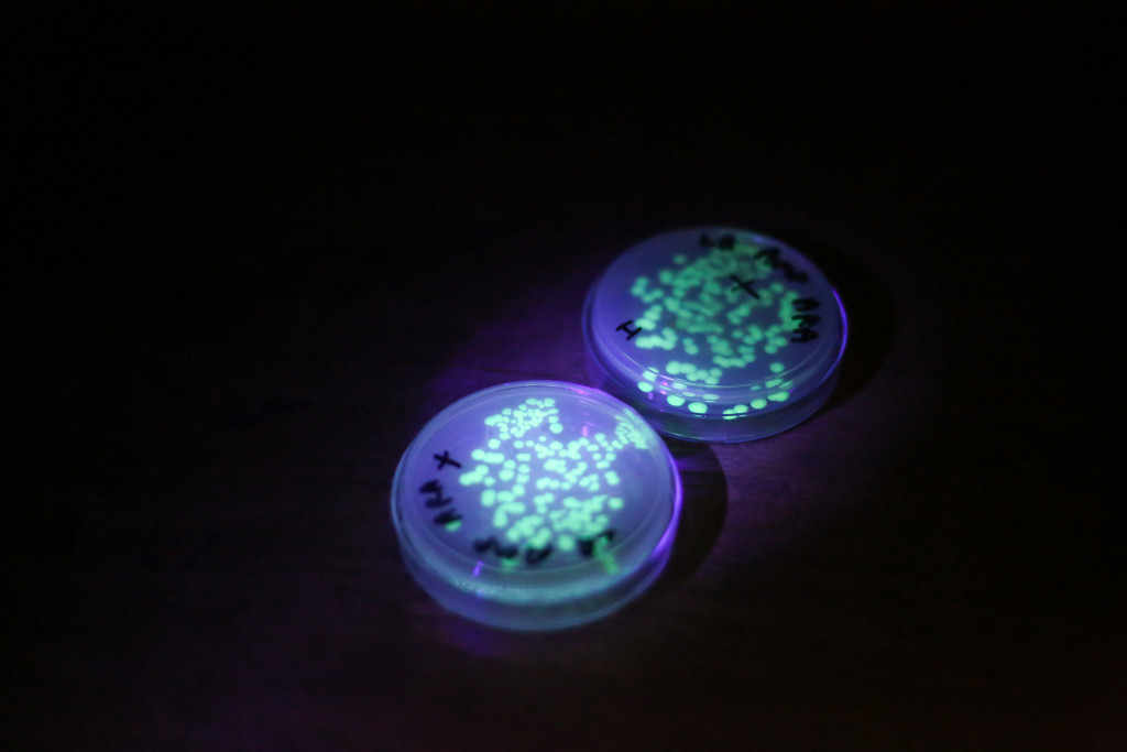 AP Biology - Glow in the Dark - The Brook Hill School
