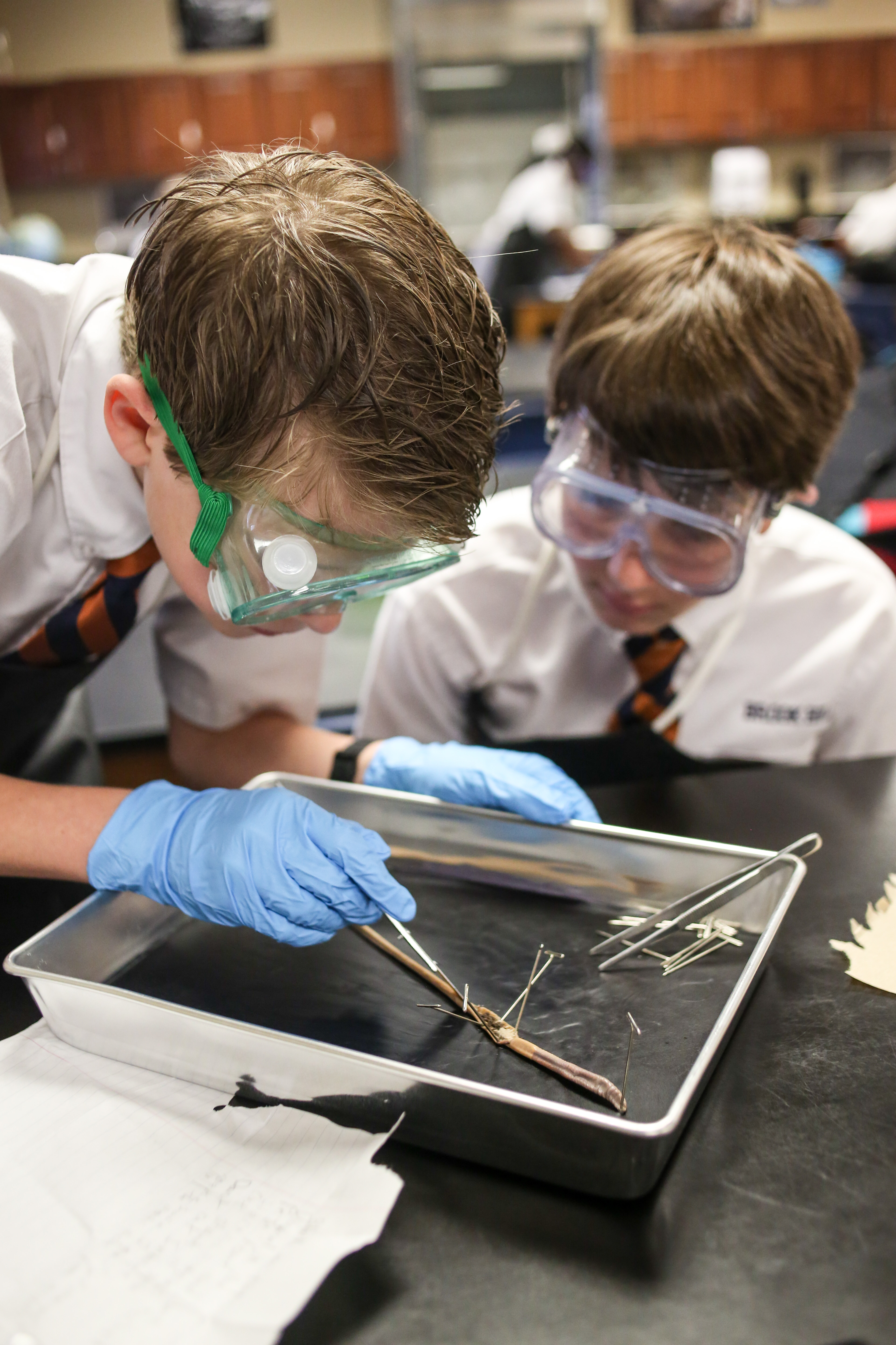 7th Grade Dissections - The Brook Hill School