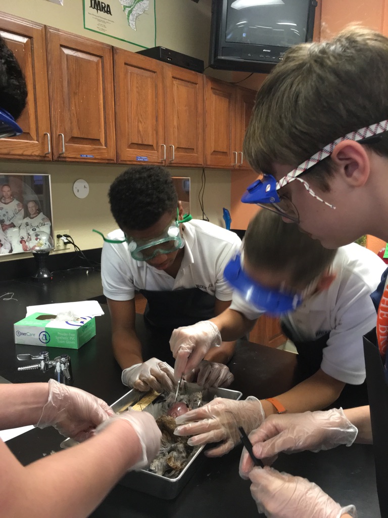 Quail dissected in Mrs. Wallace’s lab - The Brook Hill School